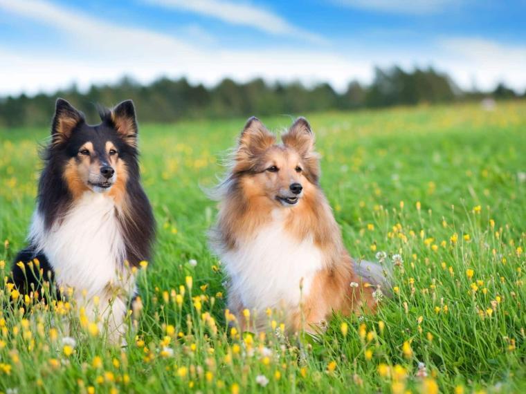 Shetland Sheepdog im Rasseportrait | ZooRoyal Magazin